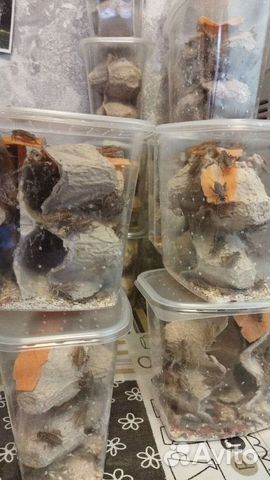 Сверчки кормовые живые