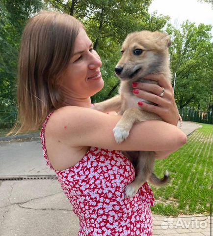 Эльза. Малютка щенок всего 1кг. В дар