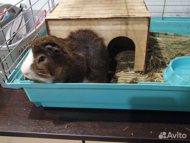 Морская свинка с клеткой бесплатно