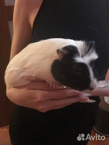 Морские свинки