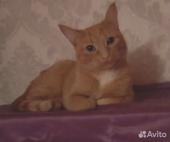 Кошка