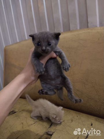 Котята помесь с британцем