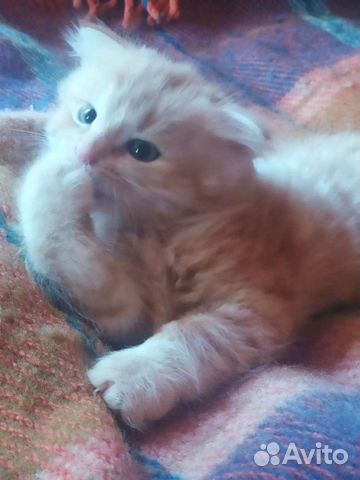 Шотландские котёнок рыженький