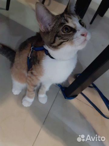 Ищу кошку, сбежала на районе В. О