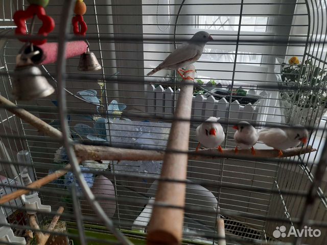 Амадины белые