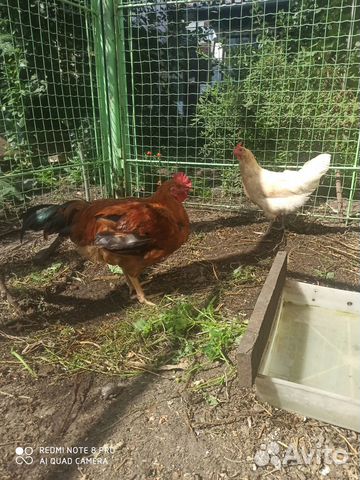 Петух Кученский