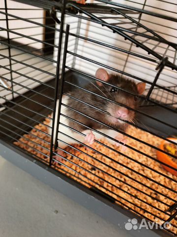 Продам двух крыс с клеткой