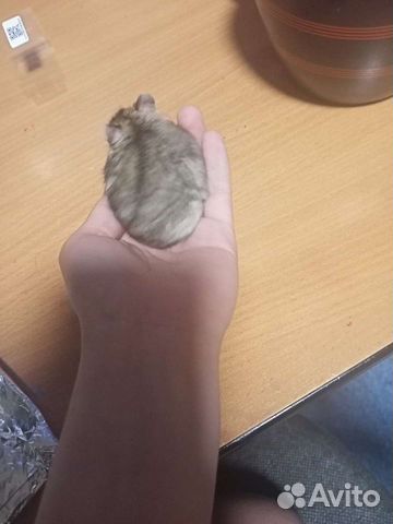Хомяк Джунгарский