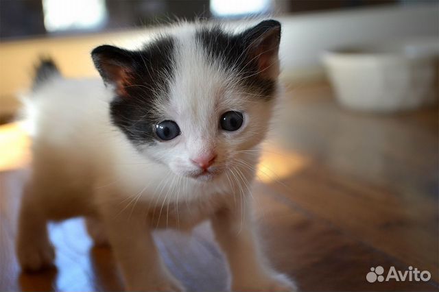 Котёнок. Девочка. Японский бобтейл. 1.5 месяца