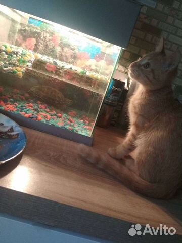 Черепаха водная