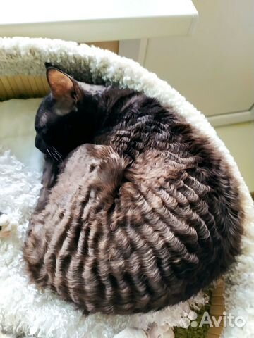 Рекс в поиске дома