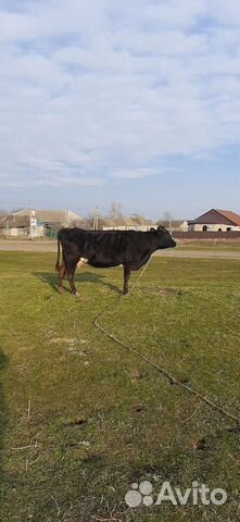 Продам корову