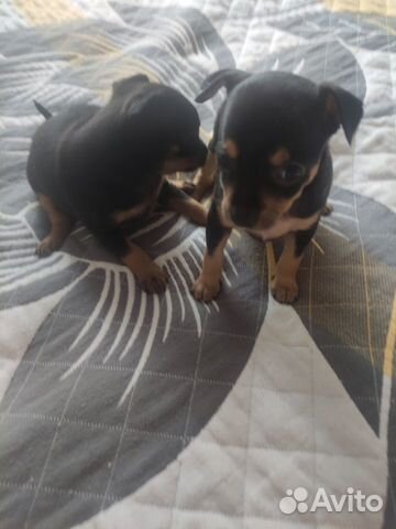 Той-терьер щенки