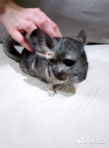 Шиншилла мальчик 2,5 мес