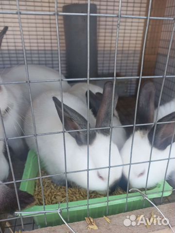 Кролик Калифорния