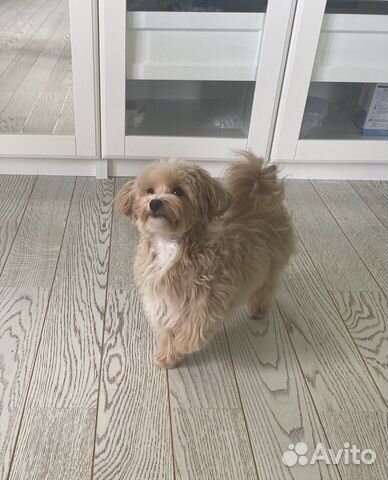 Мальтипу f1 micro