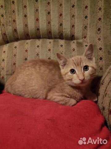 Рыжий тигренок