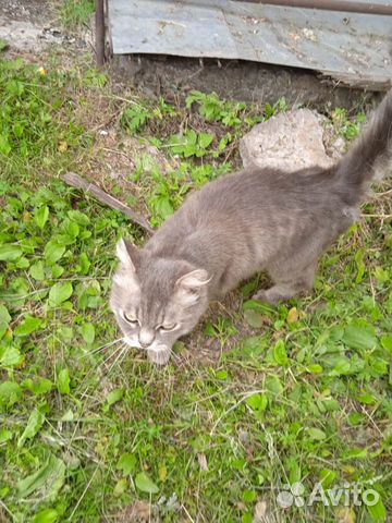 Котик молодой породистый