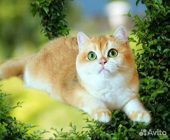 Шикарная золотая британка в разведение