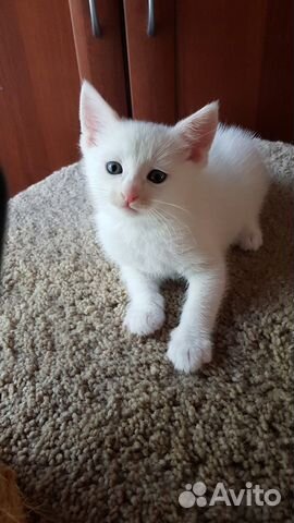 Зефирчик, 1.5 мес