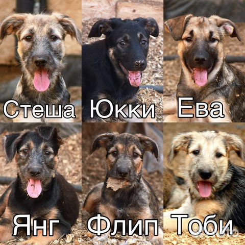 Ищем дом для щенков