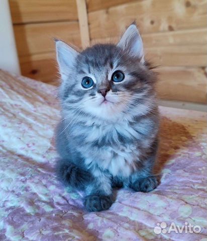 Традиционные Сибирские котятки