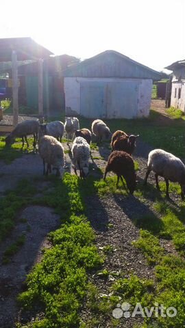 Овцы бараны ягнята
