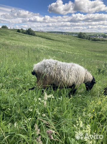 Баран производитель Романовский