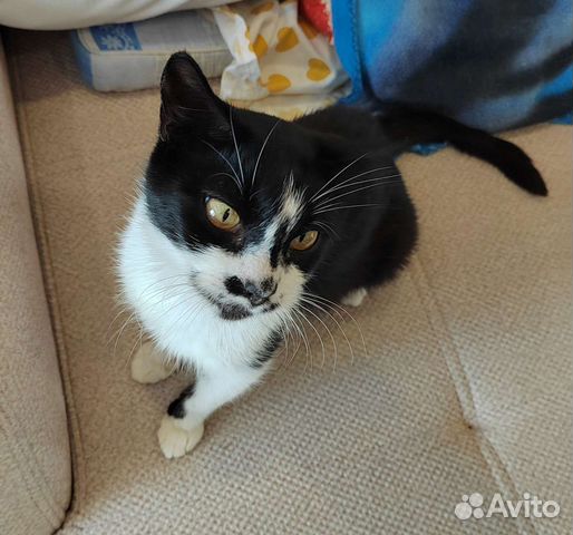 Уникальная кошка