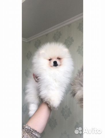 Плюшевый мишка шпиц