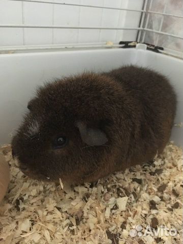 Морская свинка