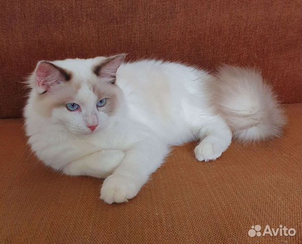 Котенок рэгдолл