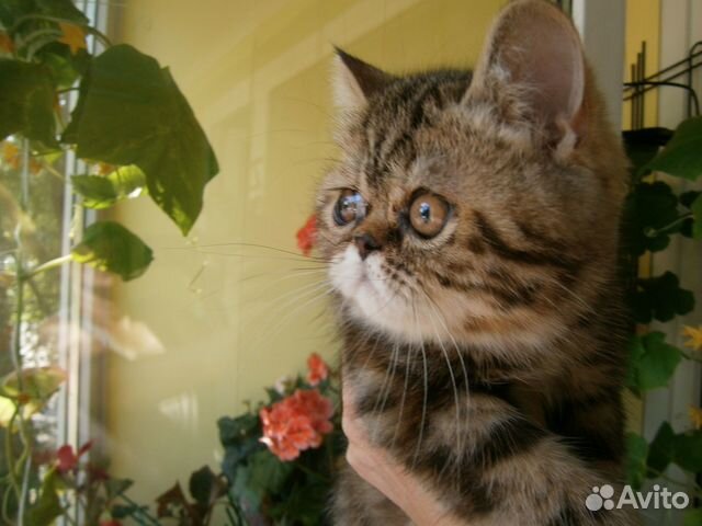 Котёнок экзотка