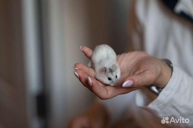 Джунгарский хомяк