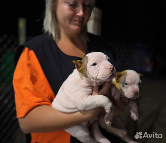 Американский Булли шоколадный триколор