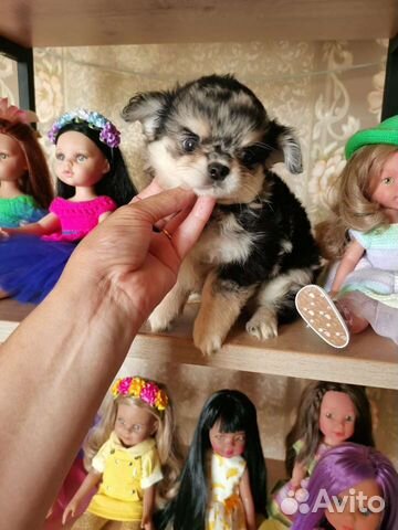 Шикарный курносый пушистик мерле