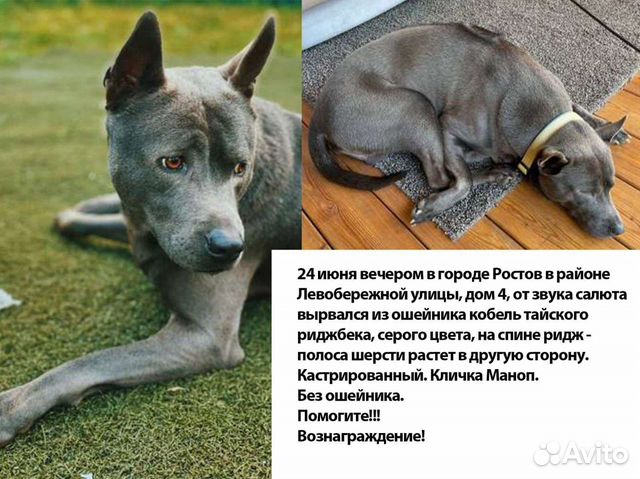Найти собаку