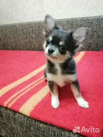 Шикарный мальчик голубой с подпалом