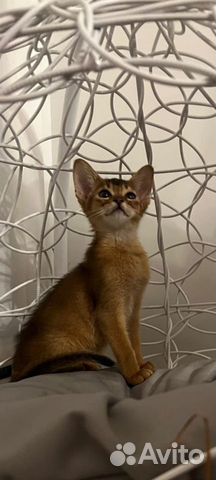 Абисинский котенок