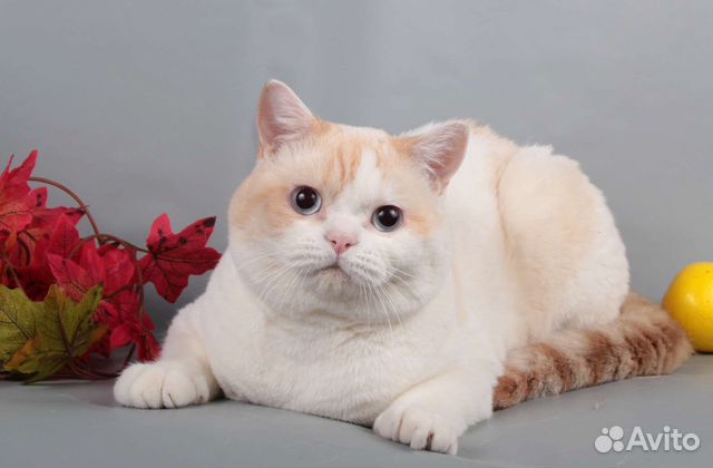Солнечный британец