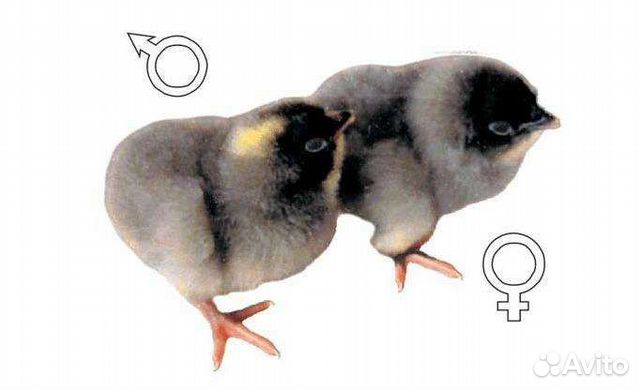 Инкубационное яйцо Доминанта D107 (голубой)