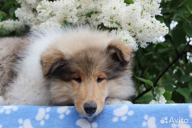 Соболиные щенки колли