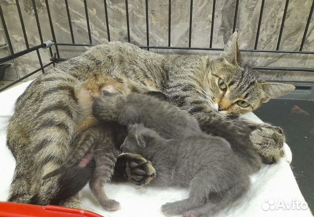 Бедная кошечка очень хочет снова стать домашней