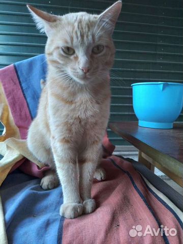 Котик Рыжик 8 месяцев кастрирован с доставкой