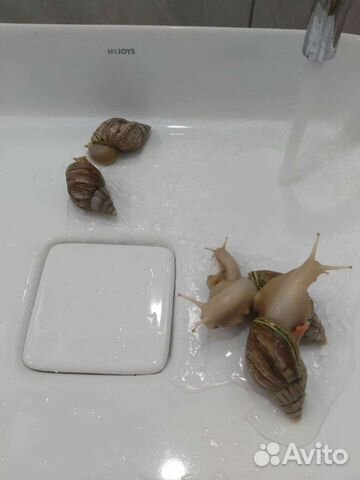 Улитки ахатины