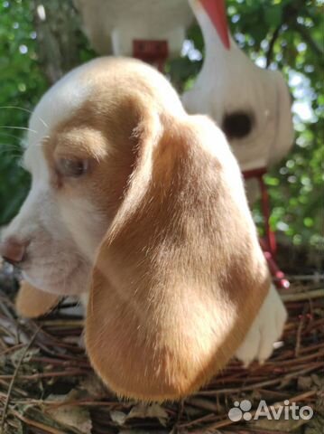 Щенки бигль с документами