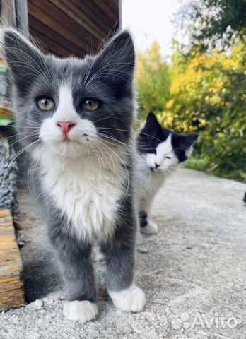 Котята в добрые руки