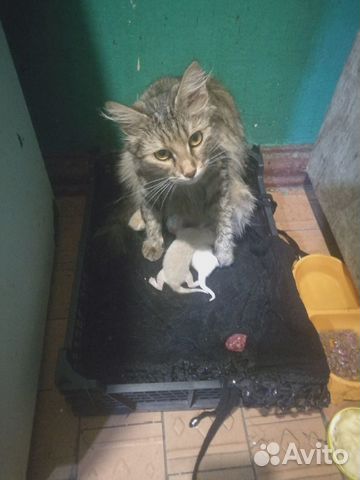 Кошке и котятам нужна помощь