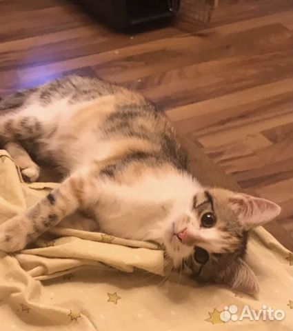 Трёхцветная кошечка