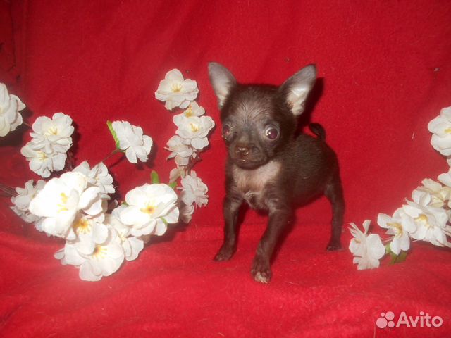 Крошка на ладошку